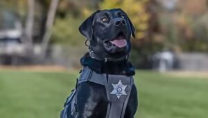 K-9 Rex: Colorado's Hero Pup Completes Incredible First Mission - Soap ...